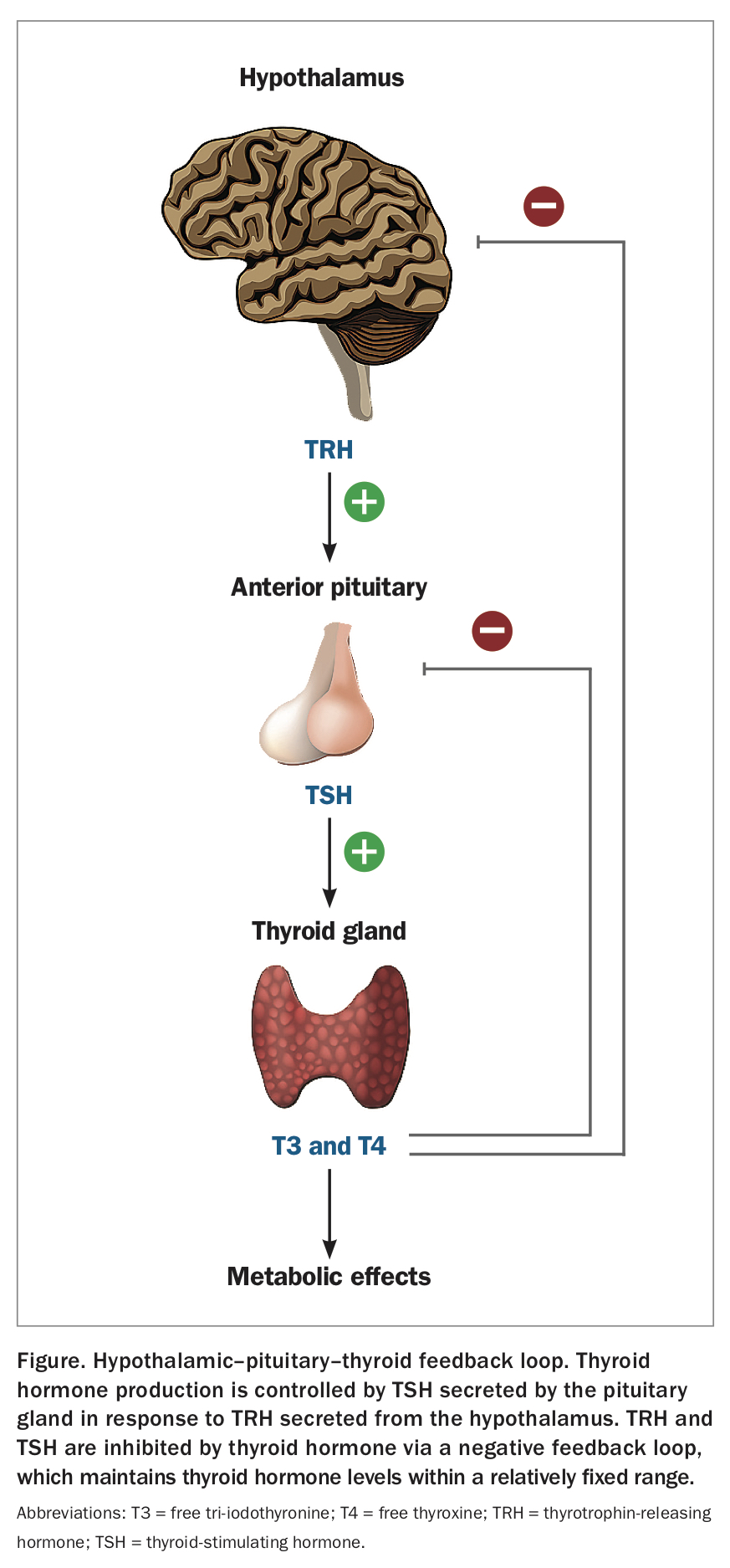 Medication-induced thyroid dysfunction: a guide to management | Endocrinology Today